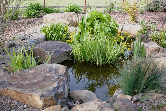 Bogs & Wetland Filters | Andreatta Waterscapes